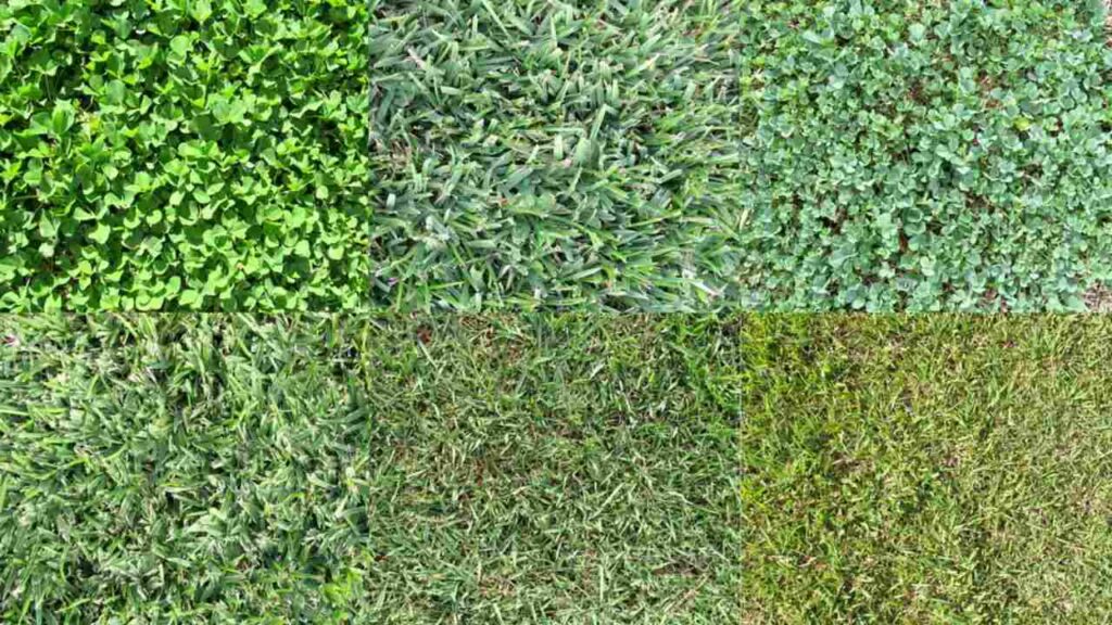 Choosing the Right Grass Type for Utah's Climate: A Comprehensive Guide ...